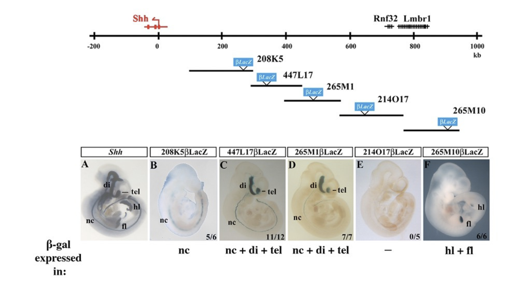 Solved The Sonic Hedgehog (Shh) gene encodes a | Chegg.com