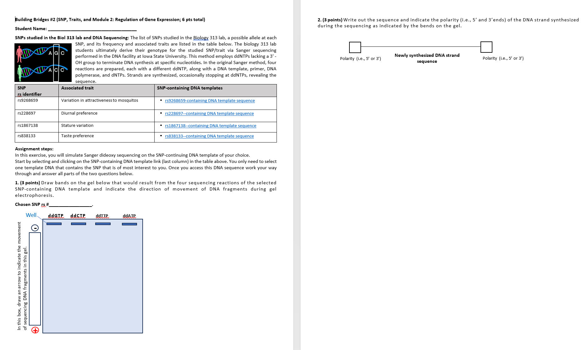 Solved Use this DNA template sequence | Chegg.com