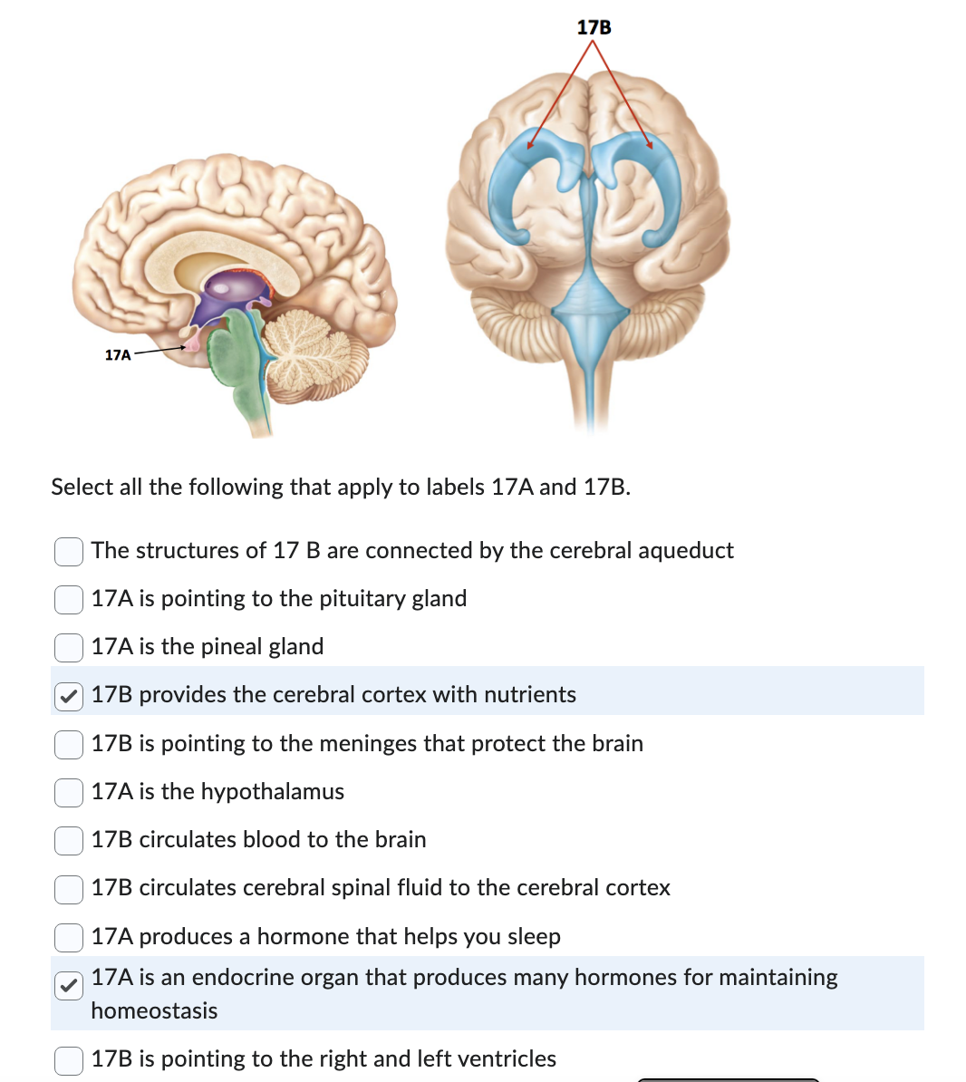 Solved Select all the following that apply to labels 17A and | Chegg.com