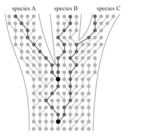 Solved species A species B species c Using the figure | Chegg.com