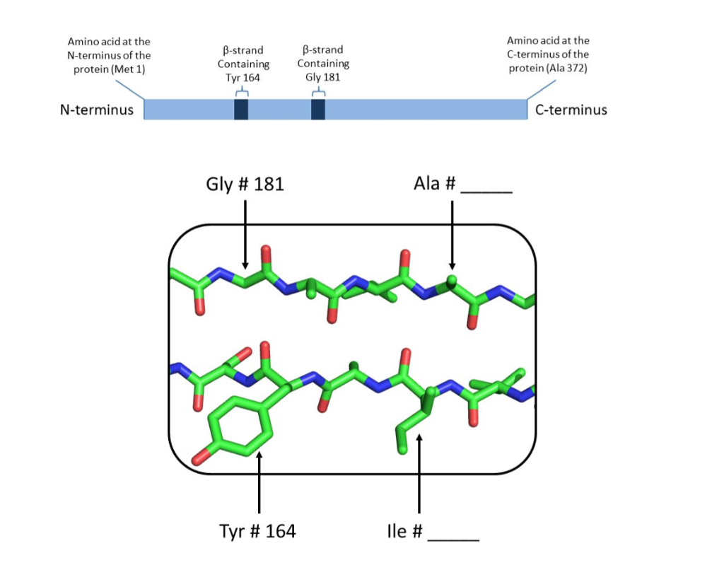 Solved Shown in the box below are two β-strands from distant | Chegg.com