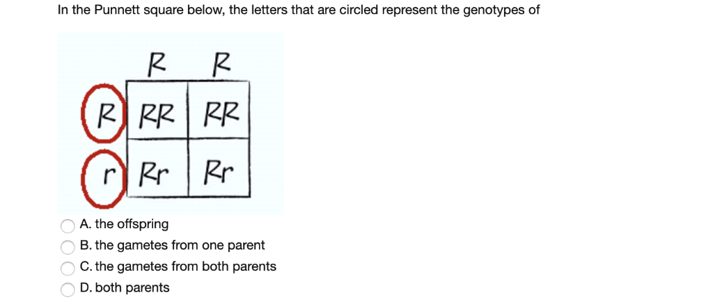 Solved In the Punnett square below, the letters that are | Chegg.com