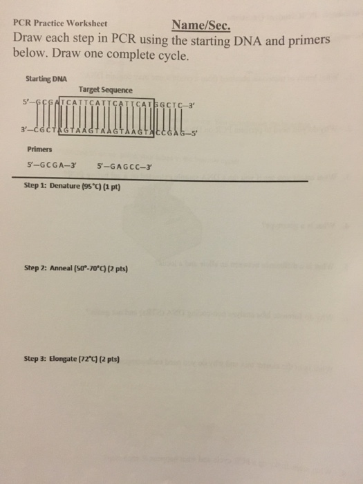 Solved PCR Practice Worksheet Draw each step in PCR using | Chegg.com