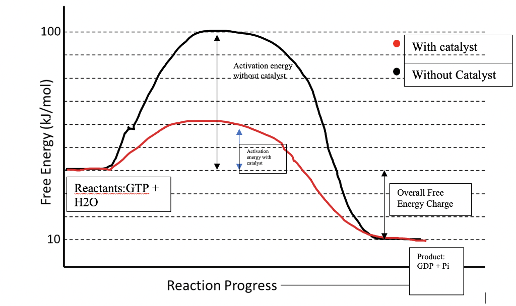 Solved a) The hydrolysis of GTP to GDP is a reversible | Chegg.com
