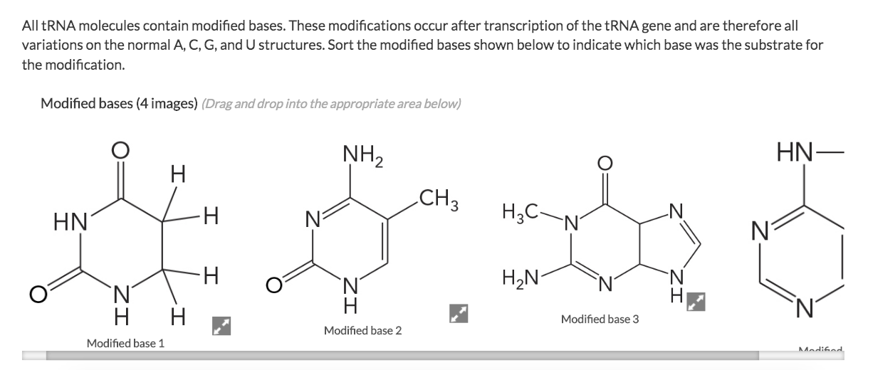 Solved All tRNA molecules contain modified bases. These | Chegg.com