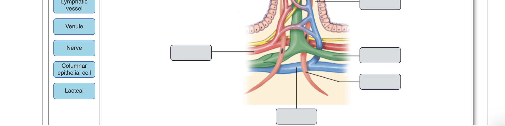 Solved Capillary network Smooth muscle cell Mucous cell II | Chegg.com