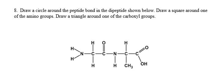 Solved 8. Draw a circle around the peptide bond in the | Chegg.com