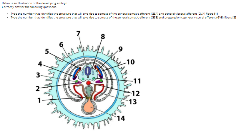 Solved Below is an illustration of the embryo at | Chegg.com