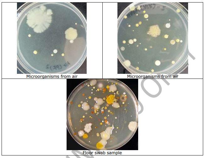 Table 1. Observations on the isolation plates. Source | Chegg.com