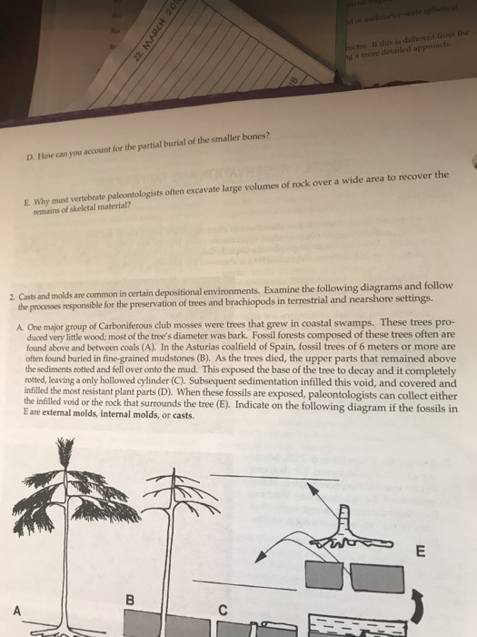 EXERCISE 8 FOSSIL PRESERVATION AND TAPHONOMY | Chegg.com