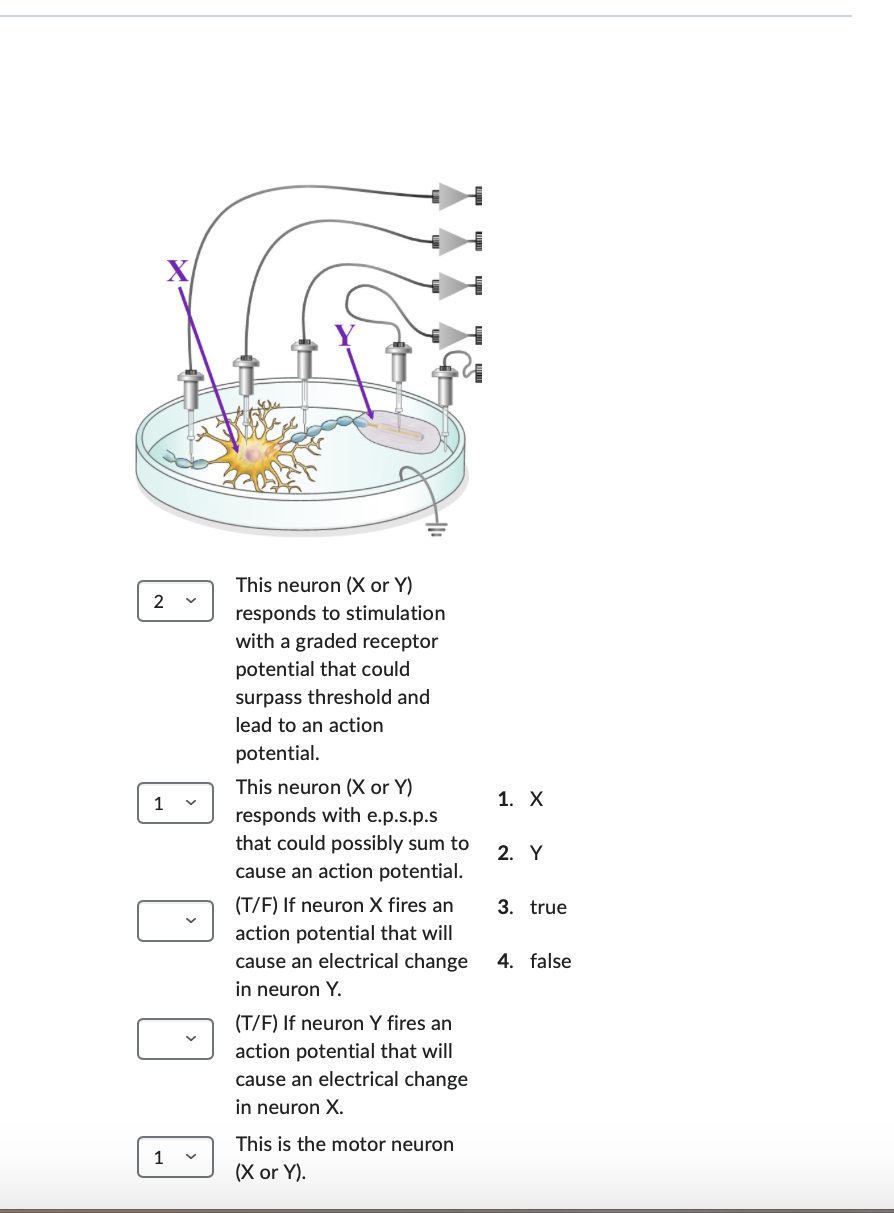 Solved This is the motor neuron (X or Y ). | Chegg.com