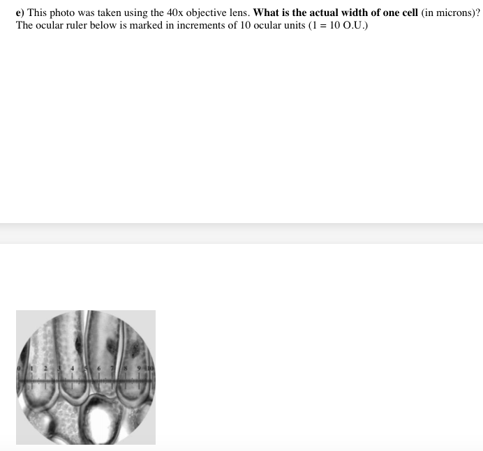 Solved e) This photo was taken using the 40x objective lens. | Chegg.com