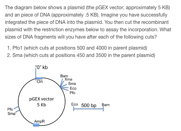 Solved The diagram below shows a plasmid (the PGEX vector, | Chegg.com