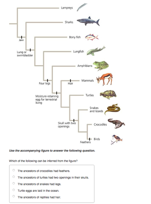 Solved Lampreys Sharks Bony fish Lung or Lungfish Amphibians | Chegg.com