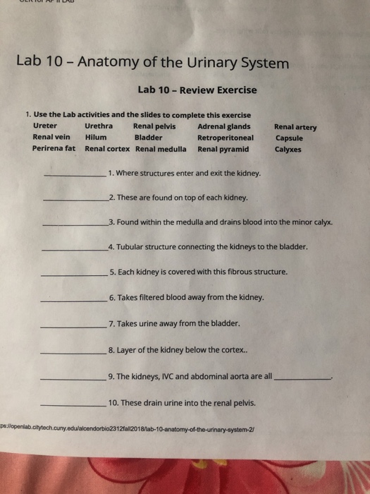 Solved Lab 10-Anatomy of the Urinary System | BIo2312 AP I | Chegg.com
