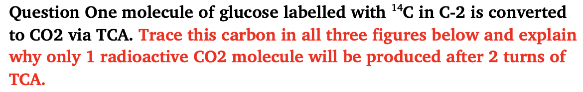 Solved Question One molecule of glucose labelled with 14C in | Chegg.com