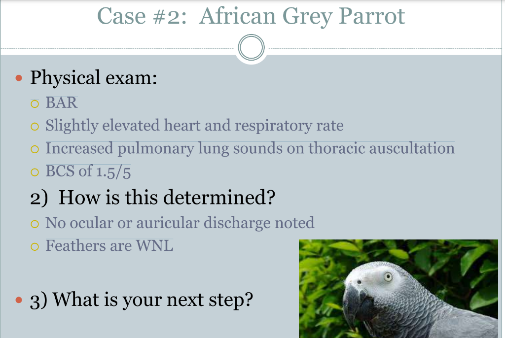 Case #2: African Grey Parrot Physical exam: O BAR o | Chegg.com