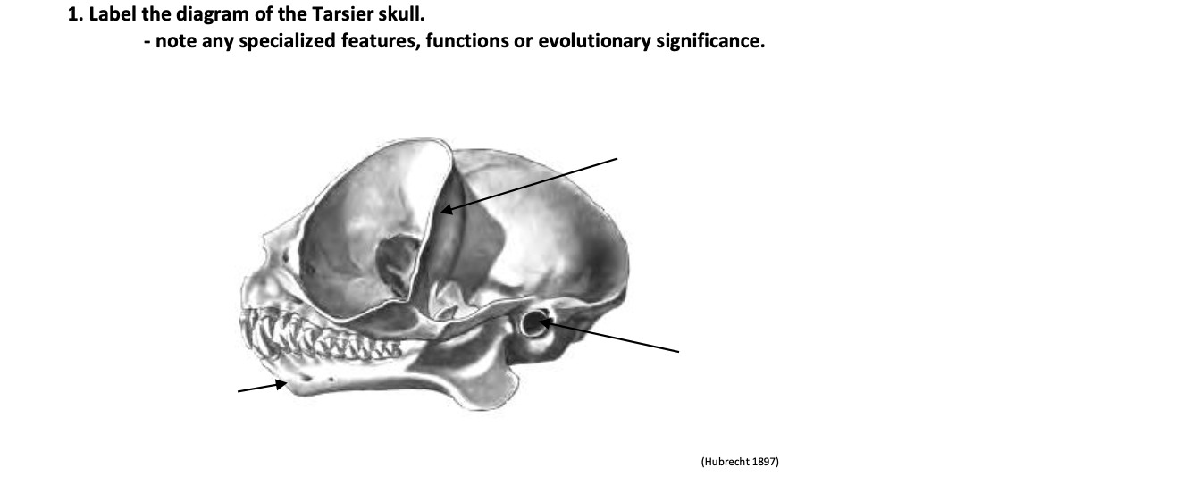 1. Label the diagram of the Tarsier skull. - note any | Chegg.com