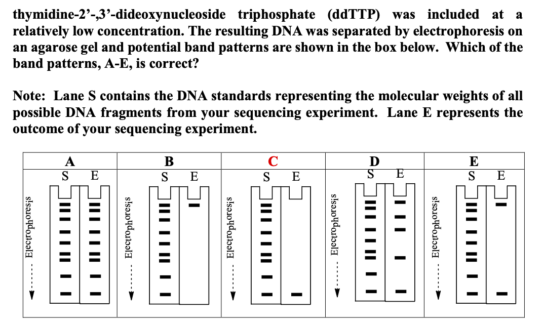 Solved 12. The following DNA fragment was sequence by the | Chegg.com