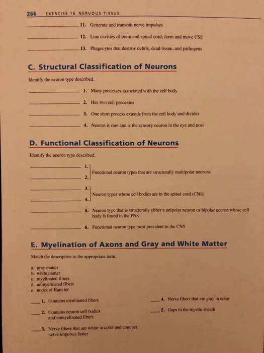 Solved A. Organization of Nervous System Fill in the blanks | Chegg.com