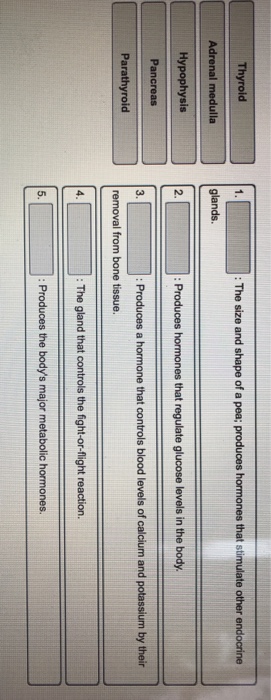 Solved The size and shape of a pea: prod uces hormones that | Chegg.com