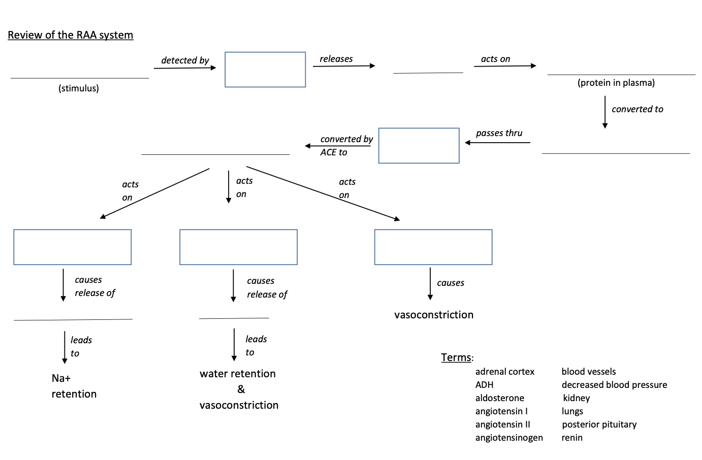 Solved Review of the RAA system detected by releases acts on | Chegg.com