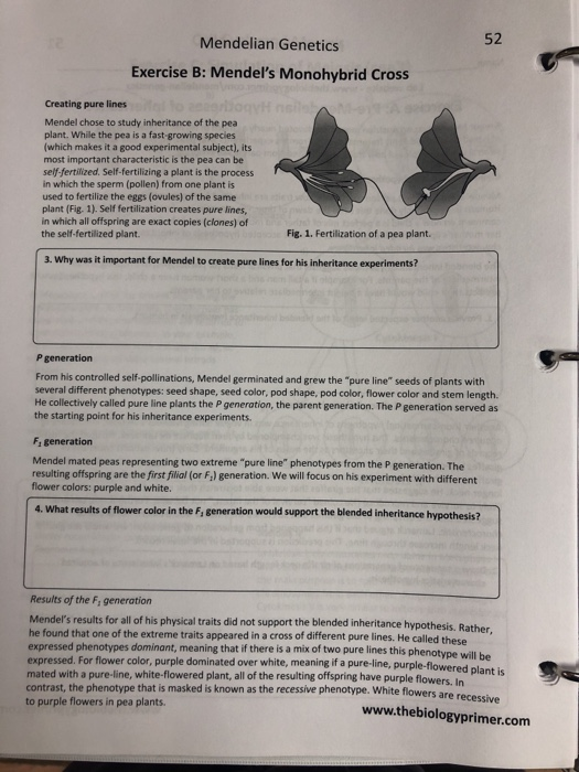 Solved: Mendelian Genetics 52 Exercise B: Mendel's Monohyb... | Chegg.com