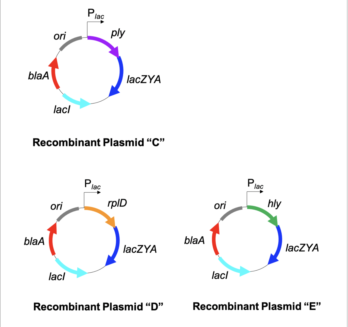 You transform Plasmid E into E. ﻿coli and plate onto | Chegg.com