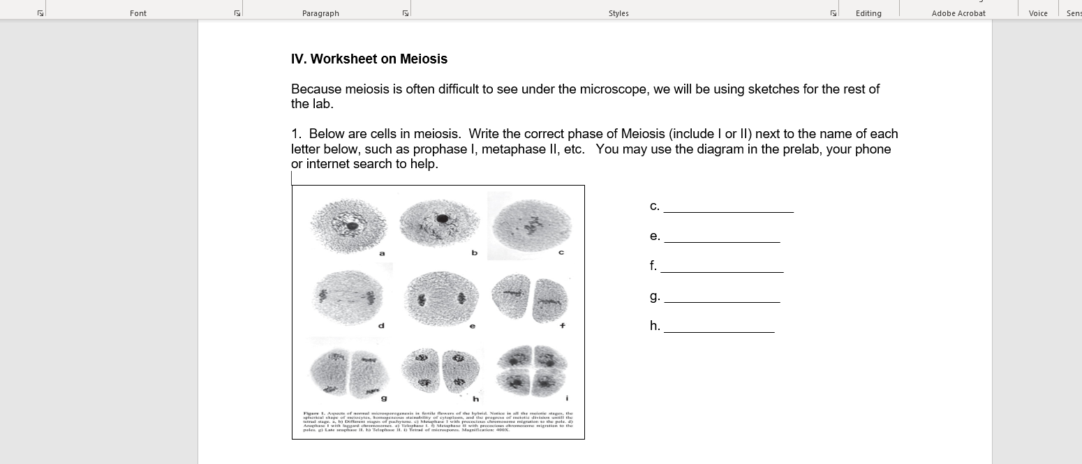 Solved Font Paragraph Styles Editing Adobe Acrobat Voice | Chegg.com