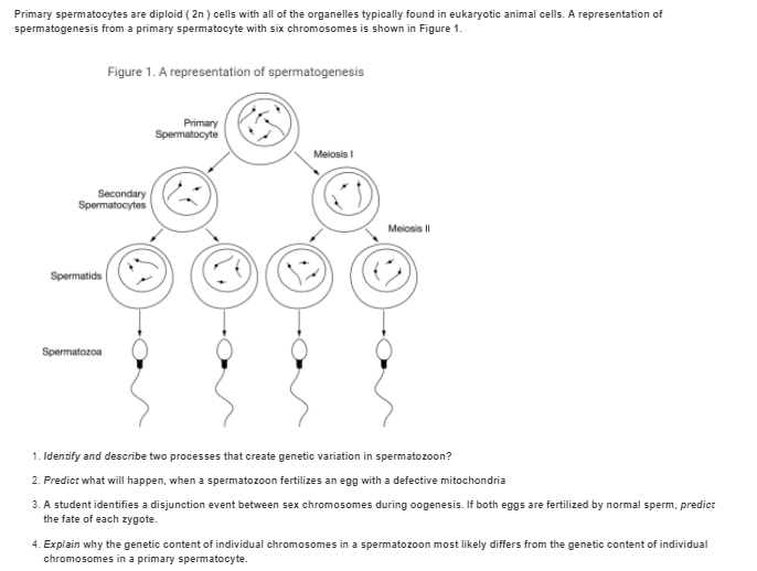 Solved Primary spermatocytes are diploid (2n) cells with all | Chegg.com