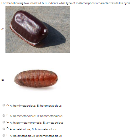 Solved For the following two insects A & B, indicate what | Chegg.com