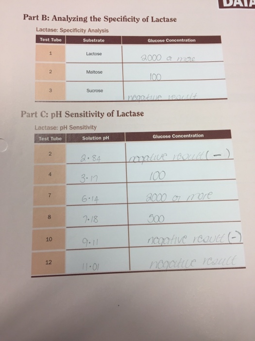 Solved Part B: Analyzing the Specificity of Lactase Lactase: | Chegg.com