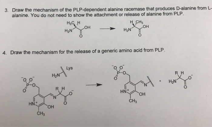 Solved 3. Draw the mechanism of the PLP-dependent alanine | Chegg.com