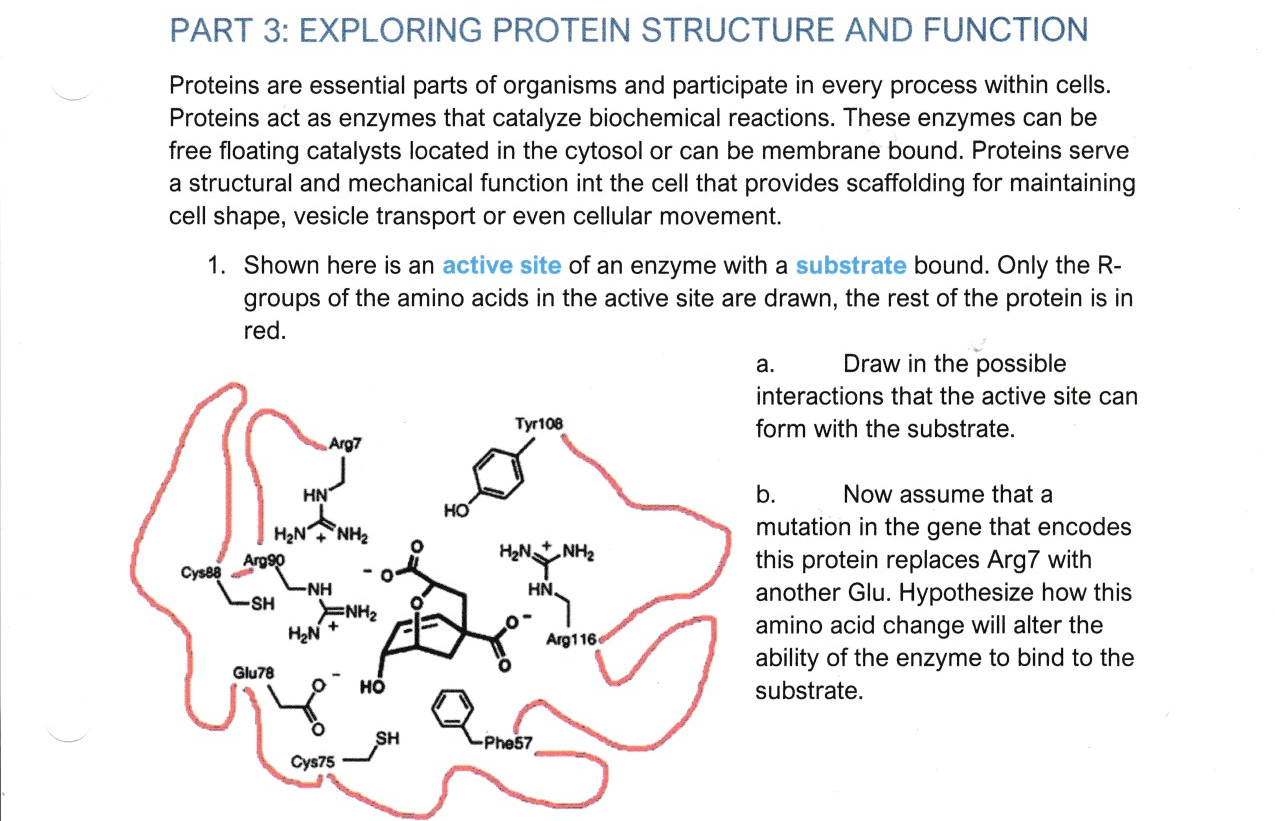 Solved PART 3: EXPLORING PROTEIN STRUCTURE AND FUNCTION | Chegg.com