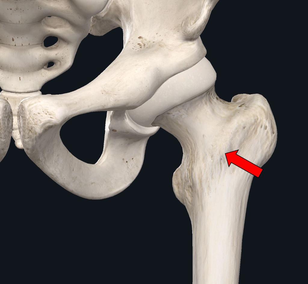 Solved The marker is on which of the following anatomical | Chegg.com