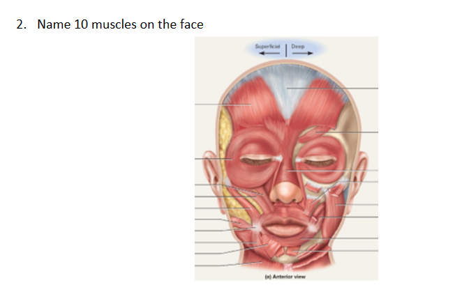 Solved 2. Name 10 muscles on the face | Chegg.com