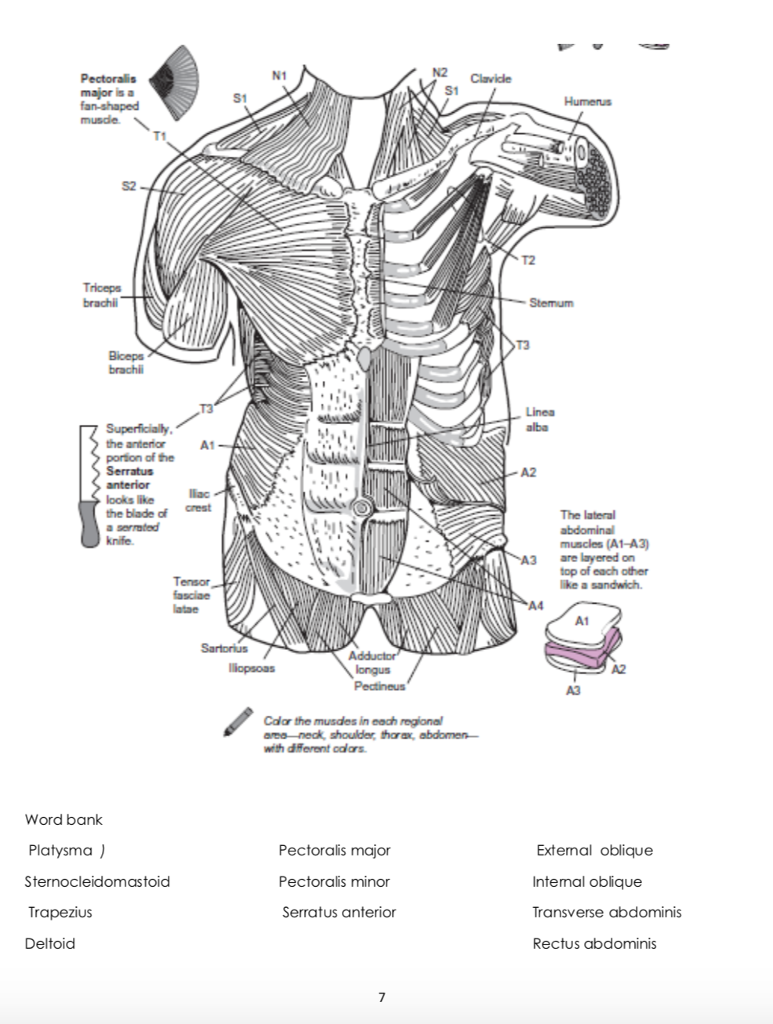 Solved N1 N2 Clavicle Pectoralis major is a S1 S1 musde. T1 | Chegg.com