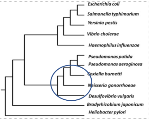 Solved In the following phylogenetic tree of bacterial taxa | Chegg.com