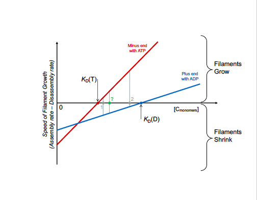 Actin filaments treadmill when actin concentrations | Chegg.com