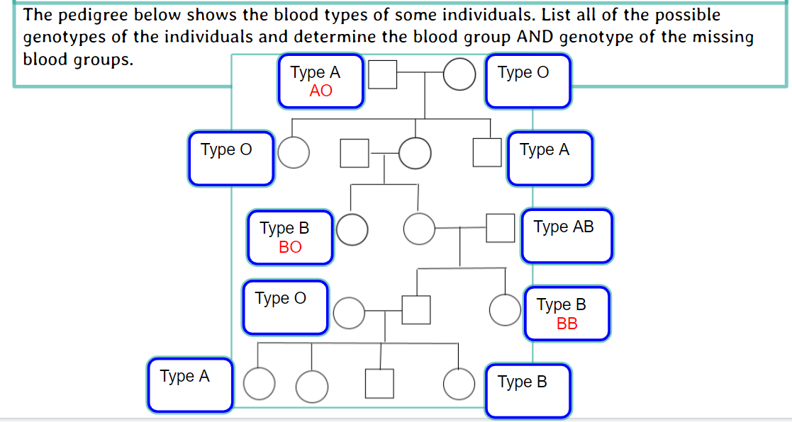 Solved The pedigree below shows the blood types of some | Chegg.com