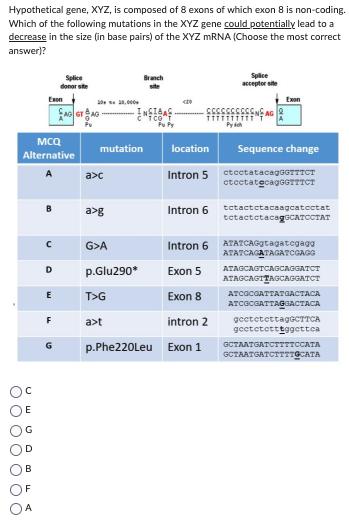 Solved Hypothetical gene, XYZ, is composed of 8 exons of | Chegg.com