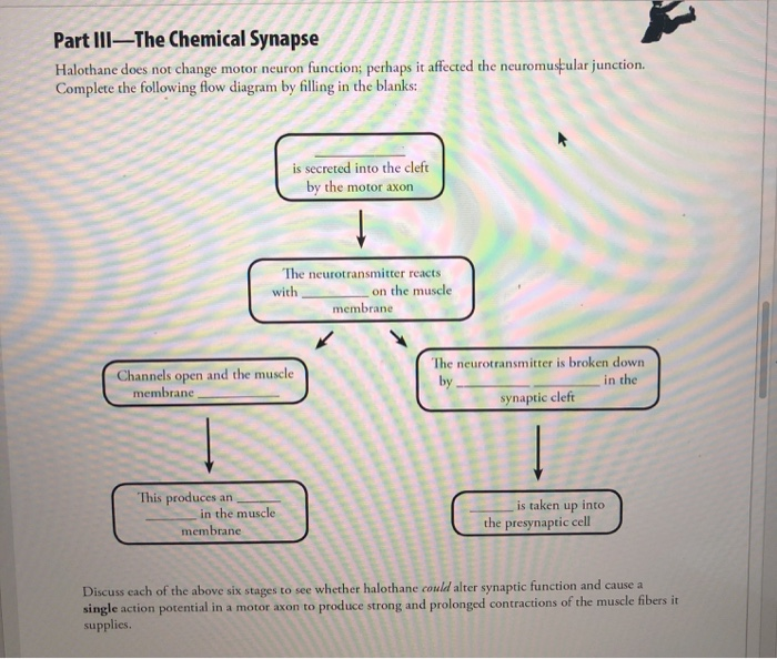 Neuromuscular Junction Flow Chart