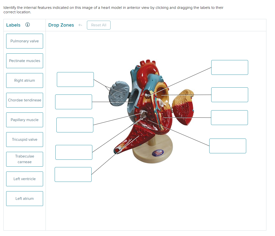 Solved Identify the internal features indicated on this | Chegg.com