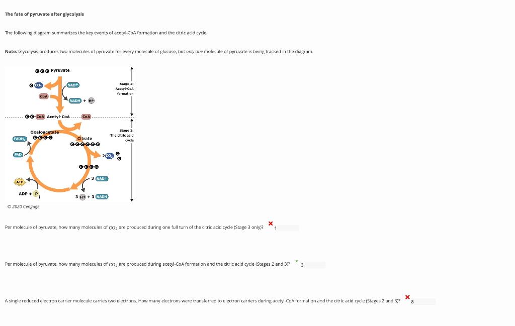 Solved The fate of pyruvate after glycalysis The following | Chegg.com
