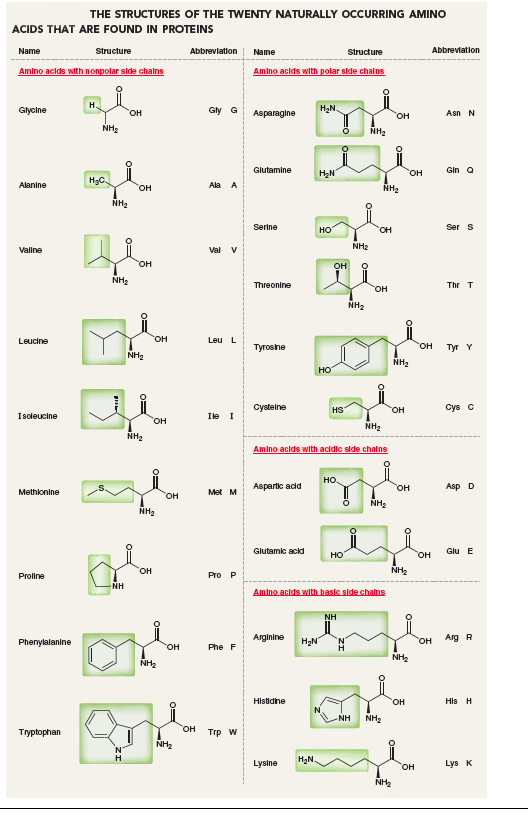 Solved Of The Naturally Occurring Amino Acids Shown In | My XXX Hot Girl Solved Of The Naturally Occurring Amino Acids Shown In | My XXX Hot Girl