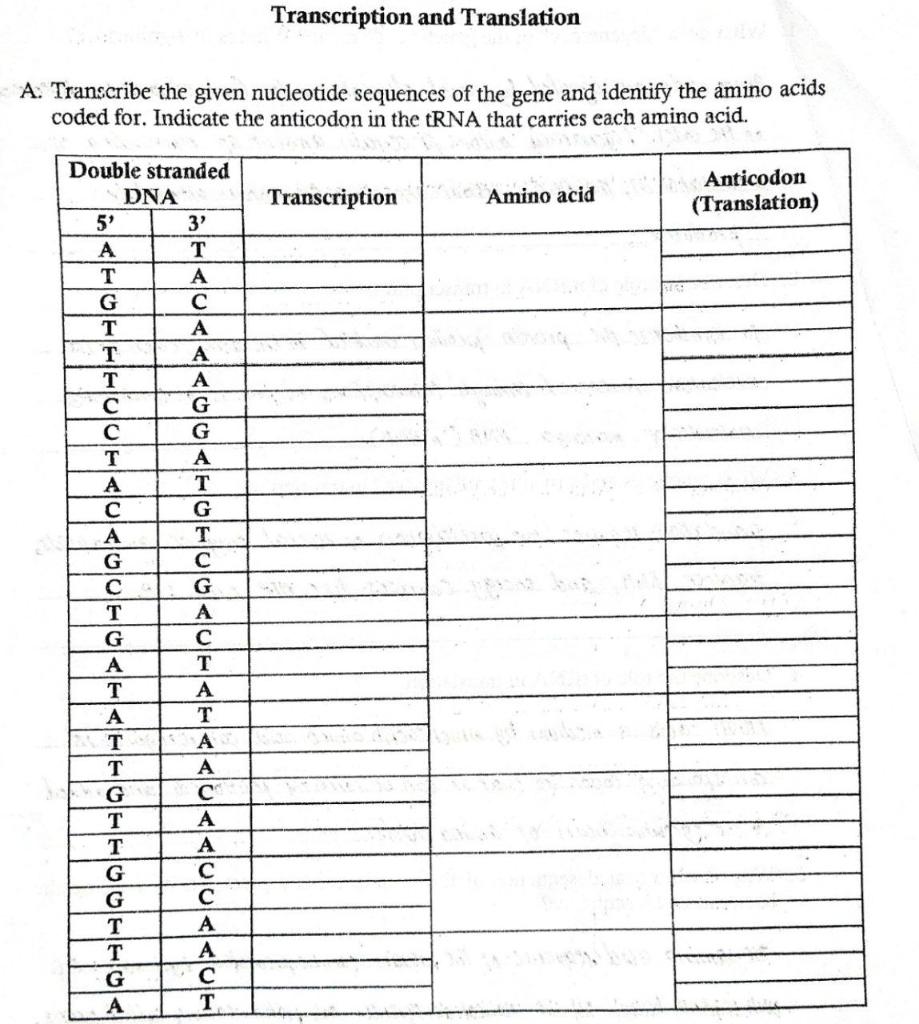 Solved Transcription and Translation A. Transcribe the given | Chegg.com