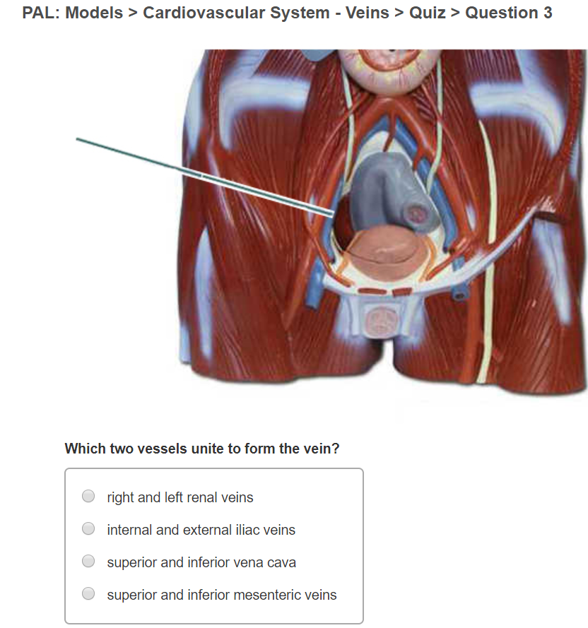 Solved PAL: Models > Cardiovascular System - Veins > Quiz > | Chegg.com
