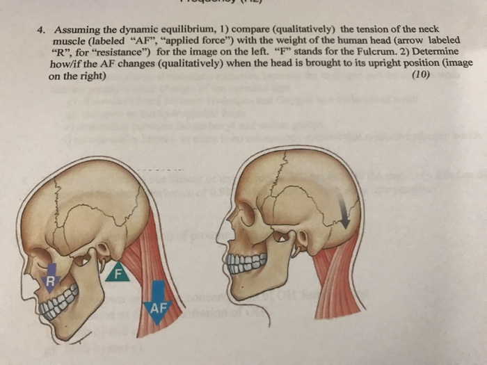 Solved Assuming the dynamic equilibrium, 1) compare | Chegg.com