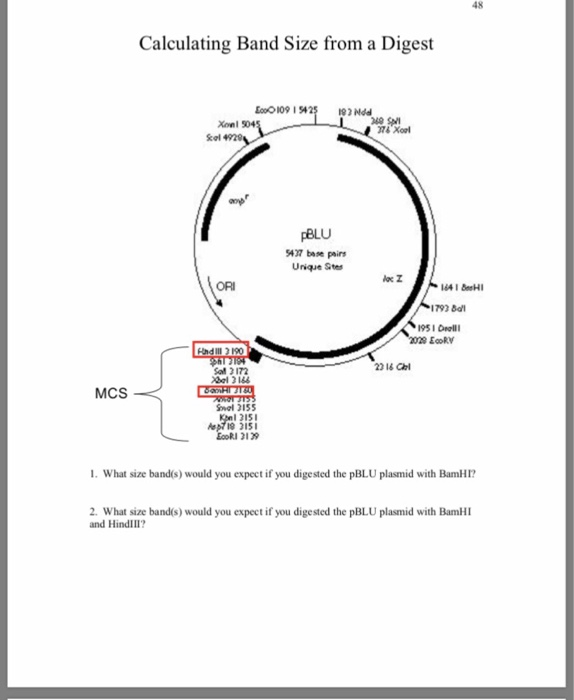 Solved Calculating Band Size from a Digest 5000 109 I 5425 | Chegg.com