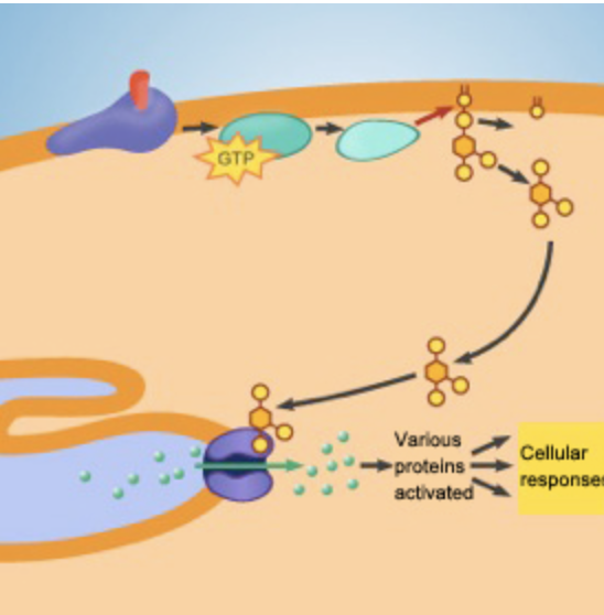 Solved The figure depicts the calcium and IP3 | Chegg.com